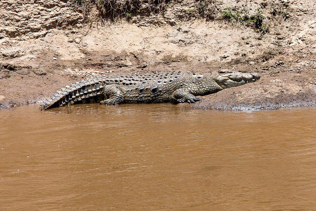 Nile Crocodiles in Masai Mara | Safari Adventure