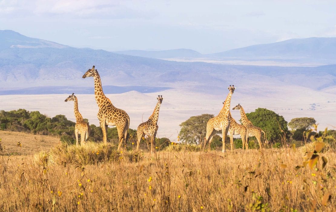 Ngorongoro Conservation Area | Wildlife & History