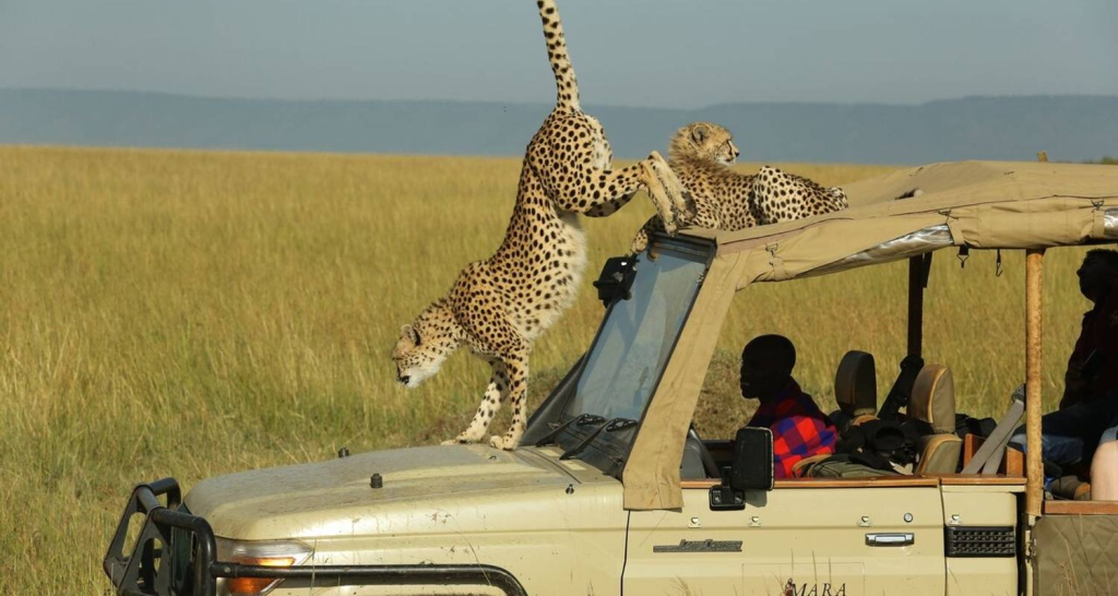 Top Safari Activities in Kenya | Ultimate Adventure Guide