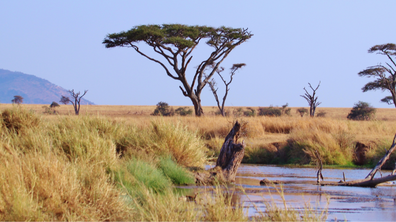 Serengeti Ecosystem | Wildlife & Natural Wonders Guide