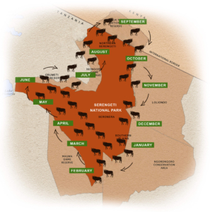 Wildebeest Migration Route Guide | Path & Movements